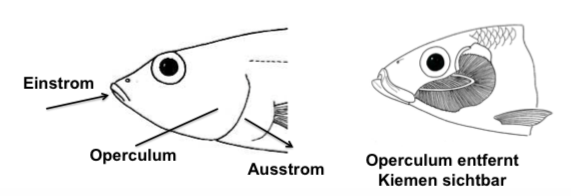 OSTEICHTHYES Operculum & Kiemen | Zoologie I | Repetico