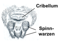 CHELICERATA Spinnen | Zoologie I | Repetico