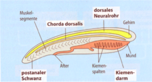 CHORDATA wichtigste Apomorphien | Zoologie I | Repetico