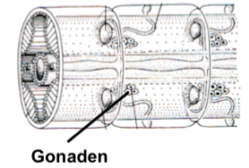 ANNELIDA Geschlechtsorgane | Zoologie I | Repetico