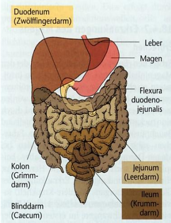 In welche Teile ist der Dünndarm geteilt? | Medizin für ni…