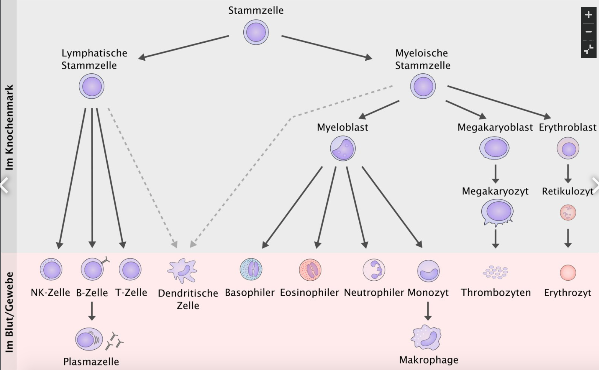 Blutbildung | STEX | Repetico