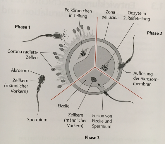 Befruchtungsvorgang | Anatomie | Repetico