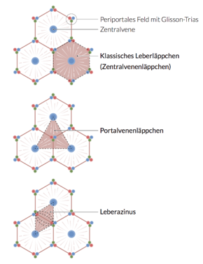 allgemeiner Aufbau | Anatomie | Repetico