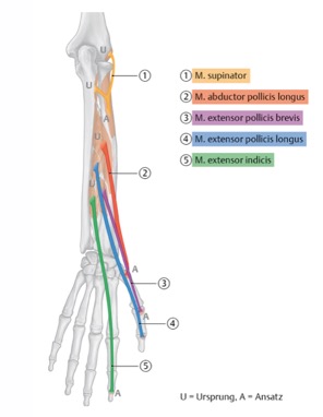 Tiefe Extensoren UA | Anatomie | Repetico