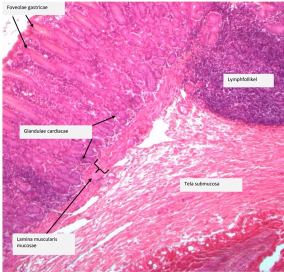 | Anatomie | Repetico