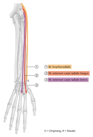 Radialisgruppe UA | Anatomie | Repetico