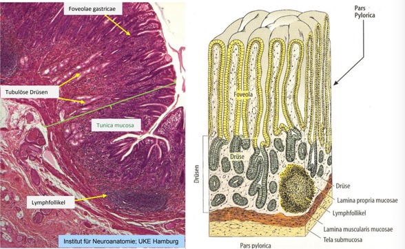 | Anatomie | Repetico
