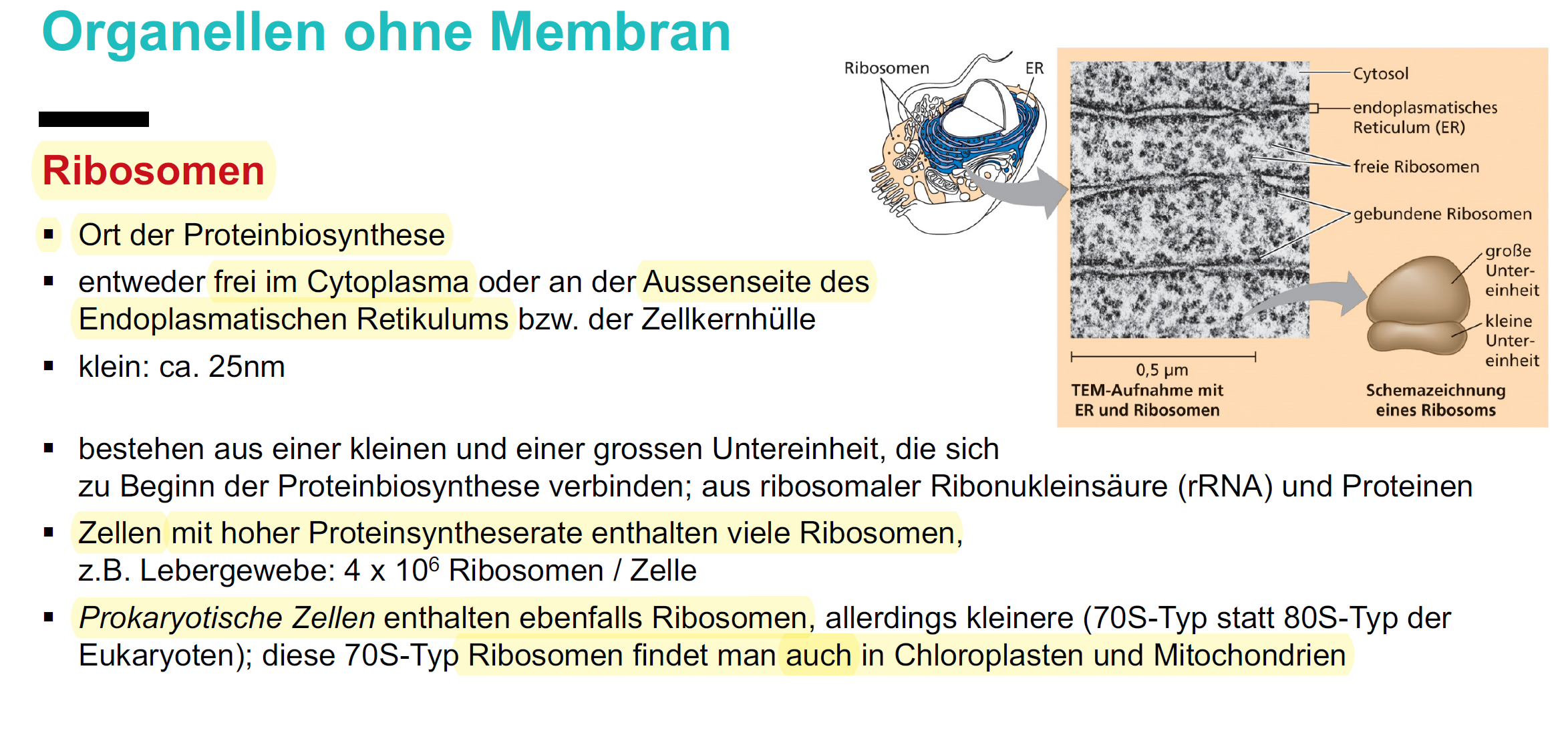 Was machen die Ribosomen?- Zellmembran?- Funktion | 1 Zellbiologie I ...