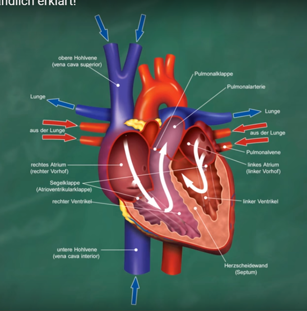 Das Herz- Aufbau | Herz, Blut und Lymphsystem | Repetico