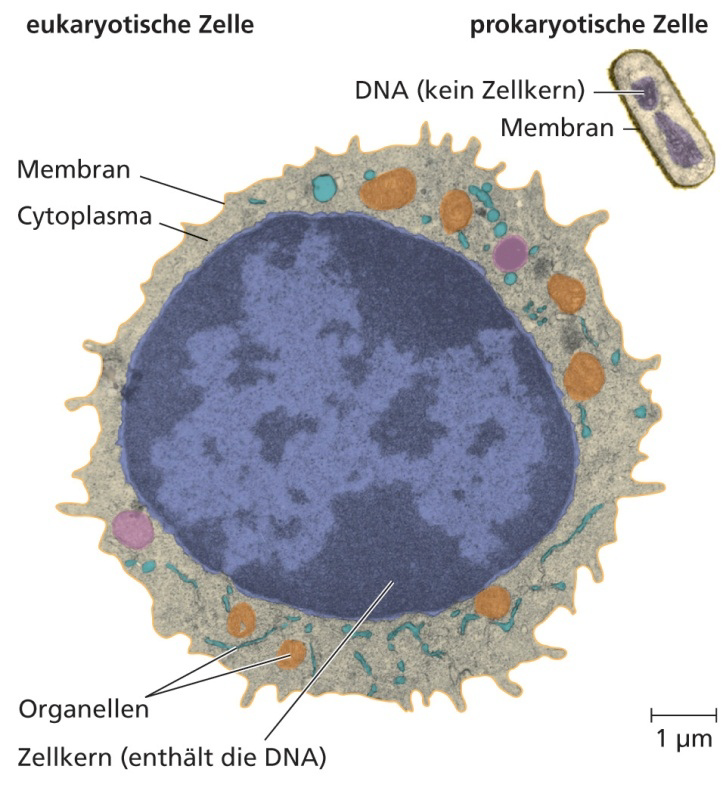 Welche zwei Zelltypen gibt es?- Welche Lebewesen haben w... | 1 ...