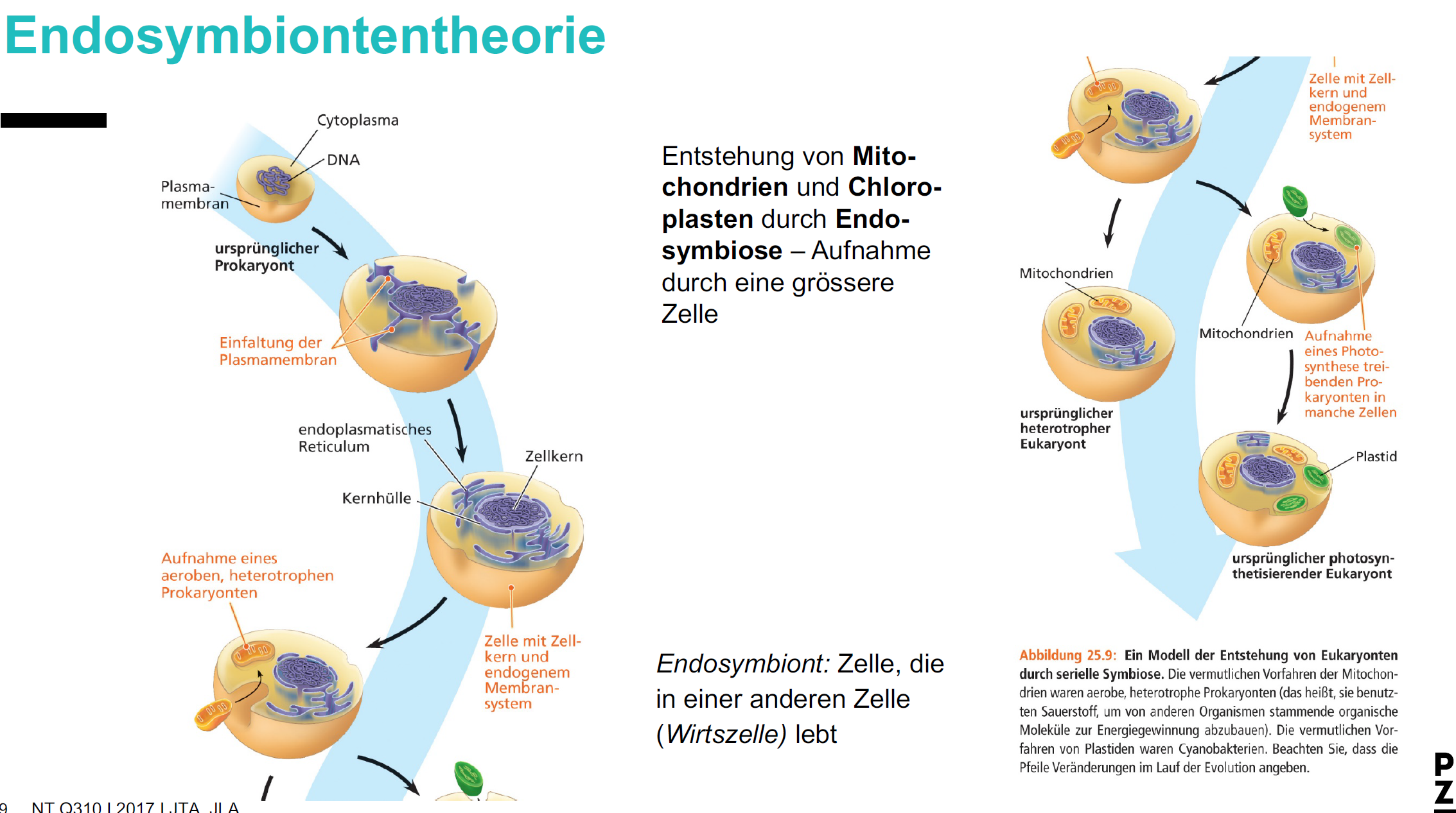 Beispiel Der Zelltheorie Ganz Schön Komplex Strukturelle Vielfalt