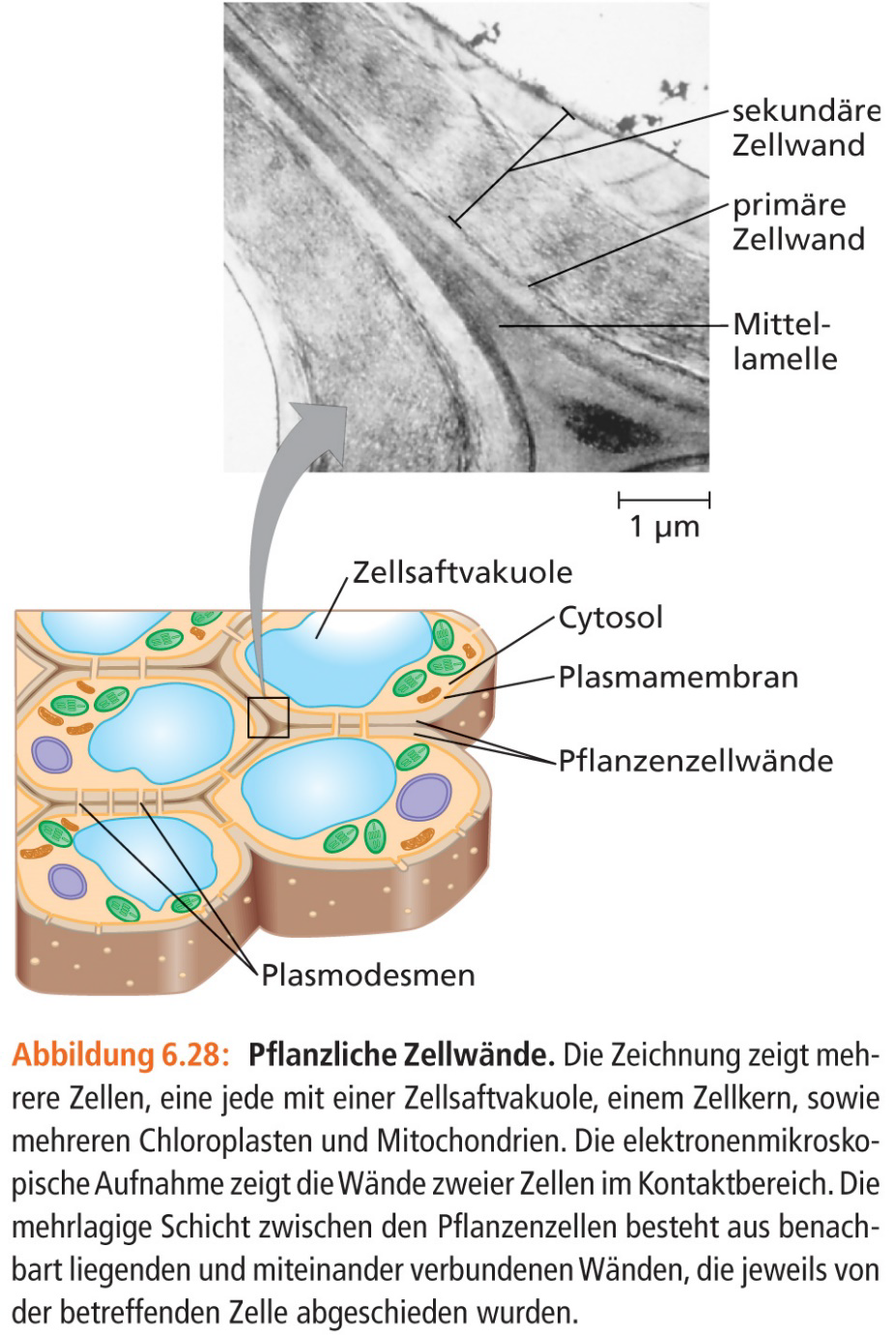 Welche Zellen besitzen eine Zellwand und welche nicht? - W…