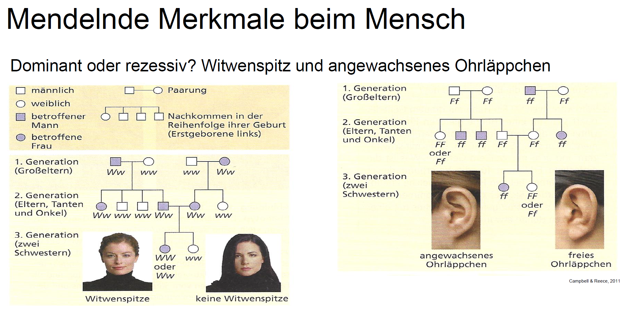 Mendelsche Merkmale beim Mensch- Wie äussern sich Witwe... | 2a Genetik ...