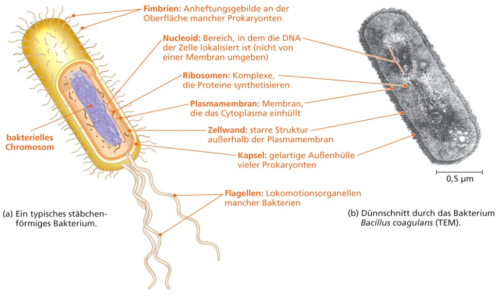 Welche zwei Zelltypen gibt es?- Welche Lebewesen haben w... | 1 ...