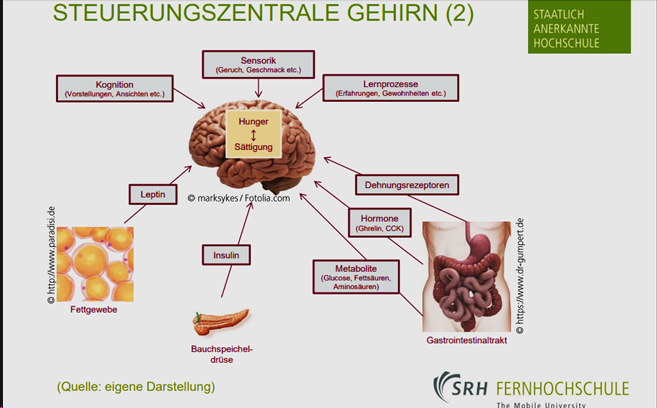 Hunger, Durst und Appetit erklären | Allgepräv. Ernährung T…