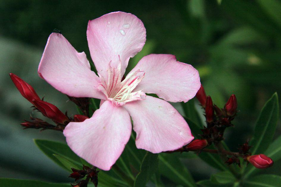 | systematik | Repetico