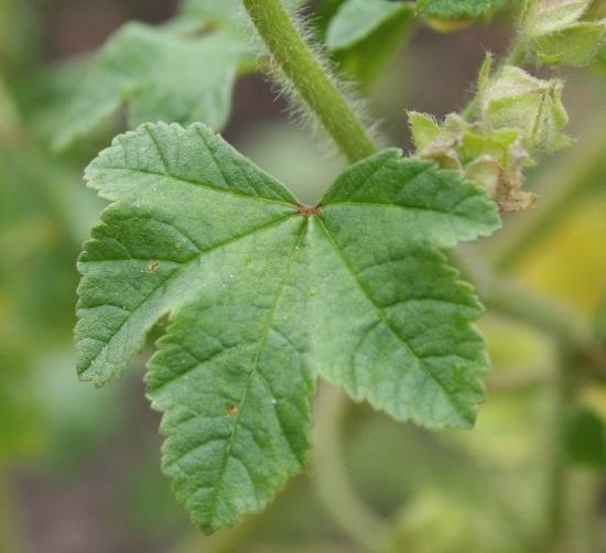 | systematik | Repetico