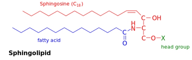 Sphingolipide: Aufbau, Beispiel | Biochemie | Repetico