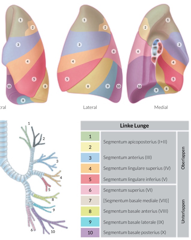 Lungensegmente links | Thorax | Repetico