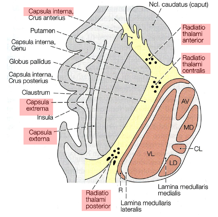 Projektionsfasern (subcortical) | Neuroanatomie 01 | Repetico