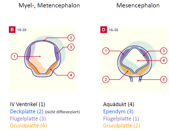 Ontogenese - Hirnstamm | Neuroanatomie 01 | Repetico