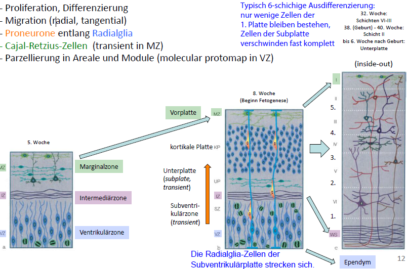 Differenzierung des Isocortex | Neuroanatomie 01 | Repetico