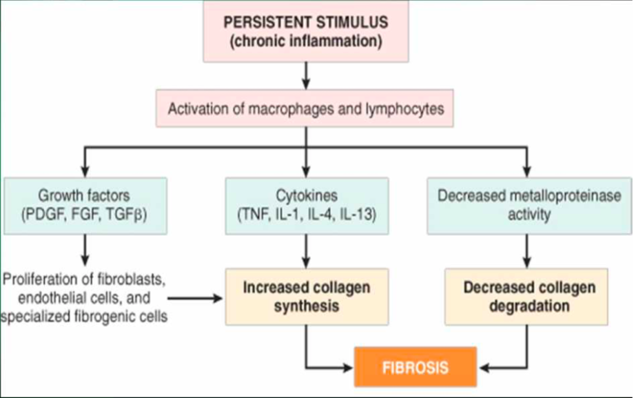 Cellular injury fibrosis | Pathoanatomy | Repetico