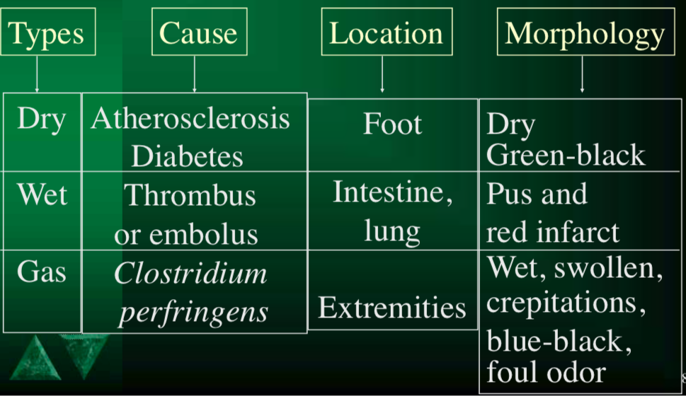 Necrosis types & forms | Pathoanatomy | Repetico