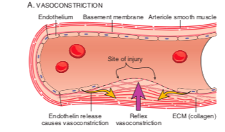 Homeostasis primary homeostasis | Pathoanatomy | Repetico