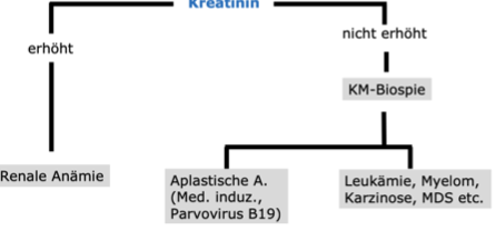 Normozytäre/normochrome Anämie Ursachen (4) Bei erhöhtem, n…