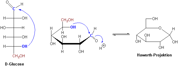 Beschreibe die Cyclisierung der Monosaccharide und die Kons…