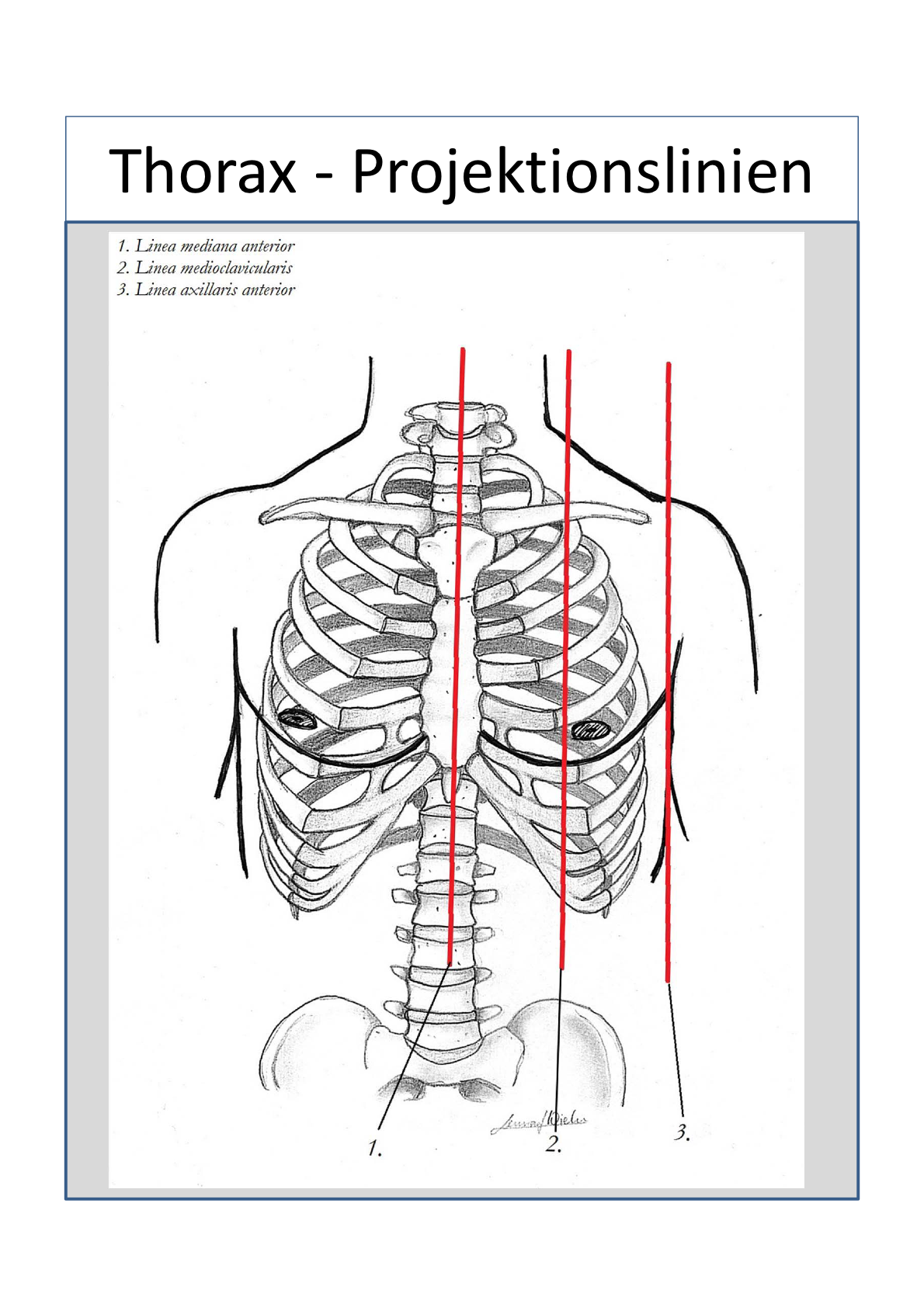 Welche anatomischen Projektionslinien des Brustkorbs gib... | 2. Modul ...