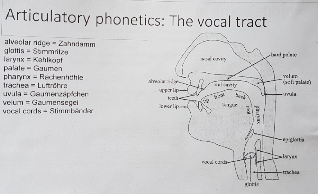 Articulatory phonetics: the vocal tract | Linguistics | Re…