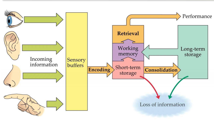 Schritte auf dem Weg der Gedächtnisbildung | Kognition | Repetico