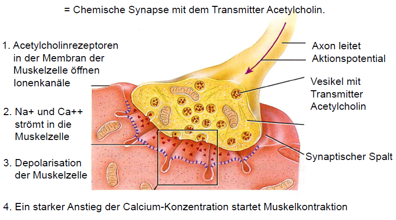 Was versteht man unter der neuromuskulären Endplatte, w... | Grundlagen ...