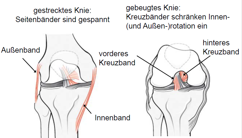 Welche Aufgabe übernehmen die Bänder im Kniegelenk? Wie sie…