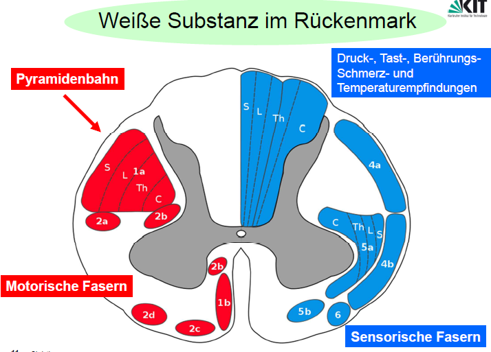 Graue Und Weiße Substanz Einfach Erklärt
