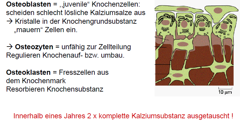 Was sind Osteoblasten, was Osteozyten und was Osteoklast ...