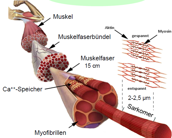 Aufbau eines Muskels?Was ist kleinste Einheit eines Musk ...