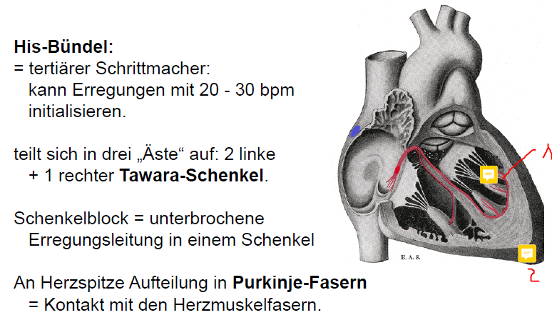 Was ist das sogenannte His-Bündel? | Grundlagen der Medizin für ...