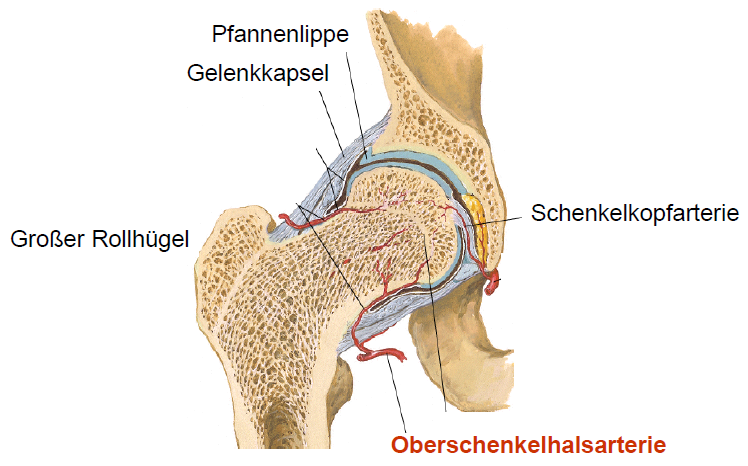 Aufbau Hüftgelenk: | Grundlagen der Medizin für Ingenieure | Repetico