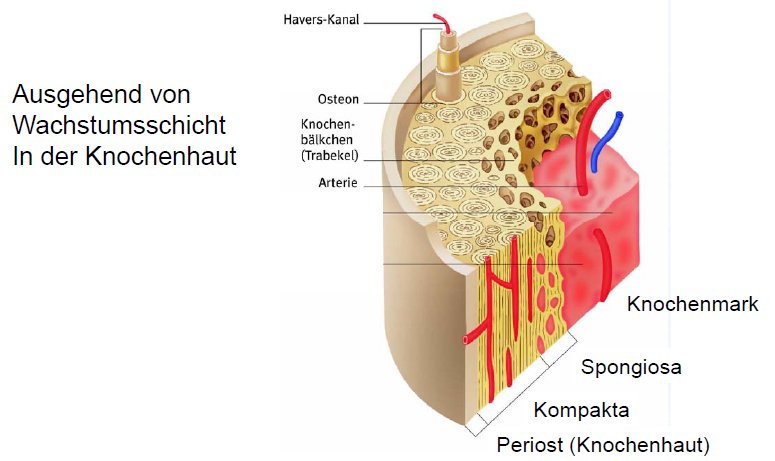 Wie erfolgt das Dickenwachstum eines Knochens? | Grundlagen der Medizin für Ingenieure | Repetico