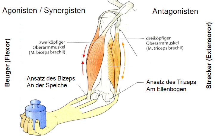 Bizeps-und Trizeps Diagramm