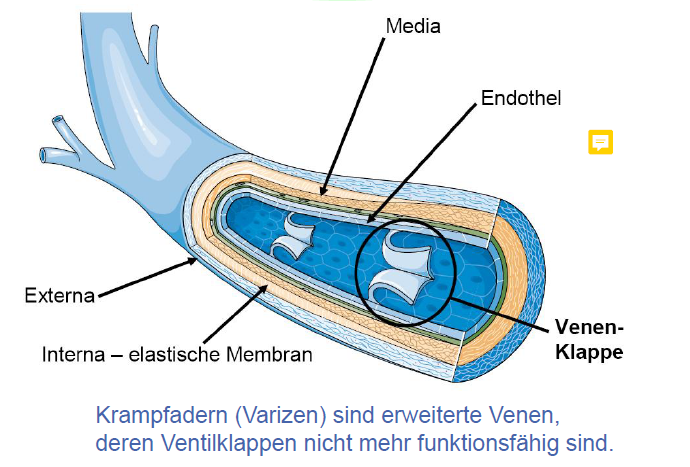 Was sind typische Venen und wie sind sie aufgebaut? | Grund…