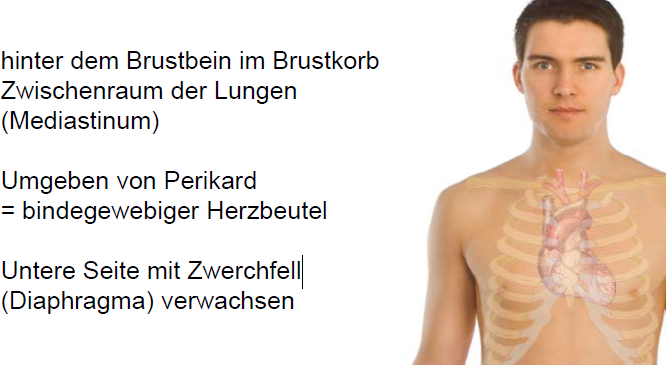 Wo liegt das Herz im Körper? | Grundlagen der Medizin für I…