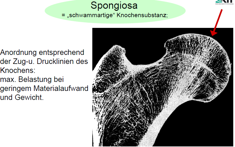 Wie erfolgt das Dickenwachstum eines Knochens? | Grundlagen der Medizin für Ingenieure | Repetico