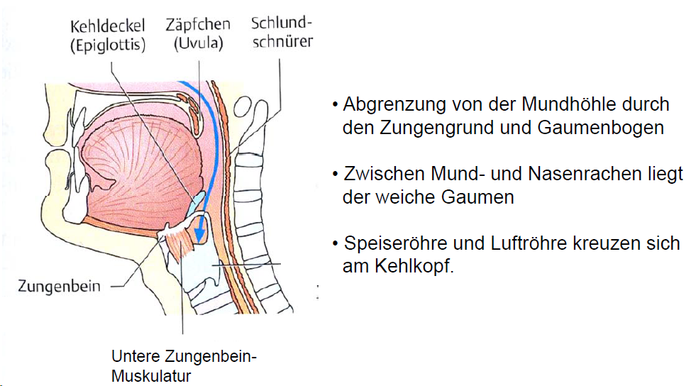 Was ist mit dem Rachen gemeint? Wo liegt er ? | Grundlagen