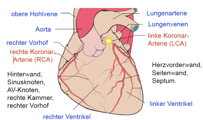 Was für Herzkranzgefäße(Koronargefäße) gibt es? | Grundlagen der ...