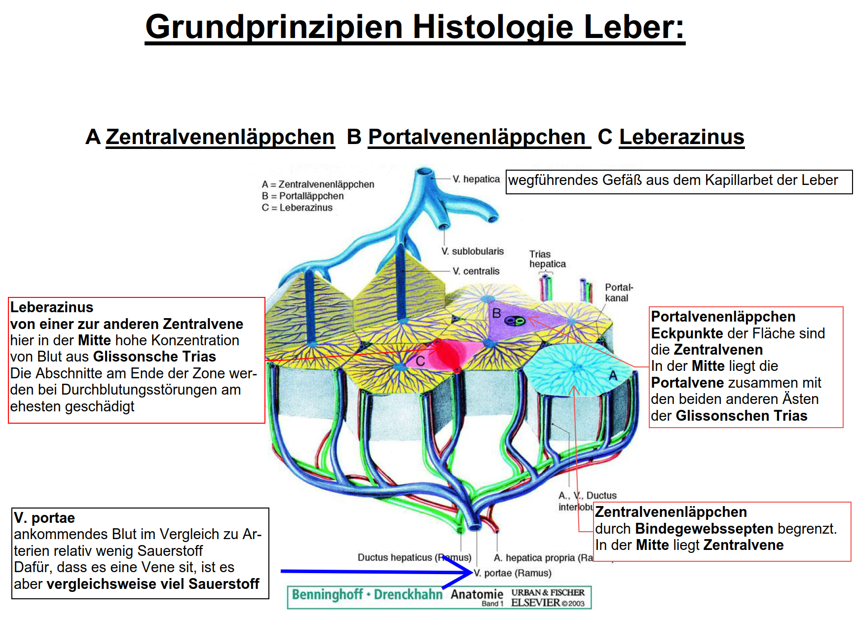 Welche versch. Läppchen kann man histologisch in der Leber